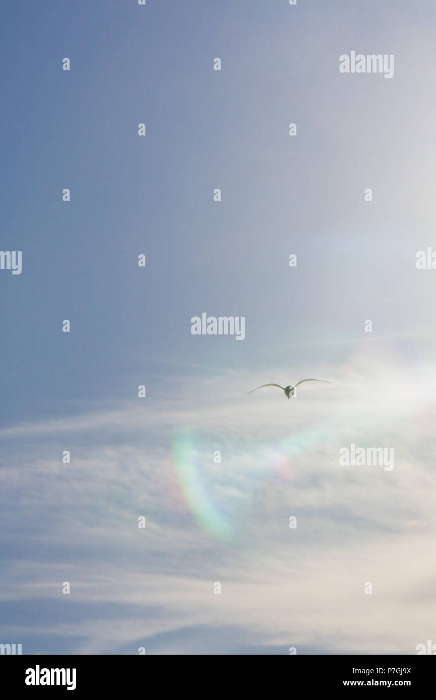 Albatross bird flying in blue sky with white clouds and sun view Stock ...
