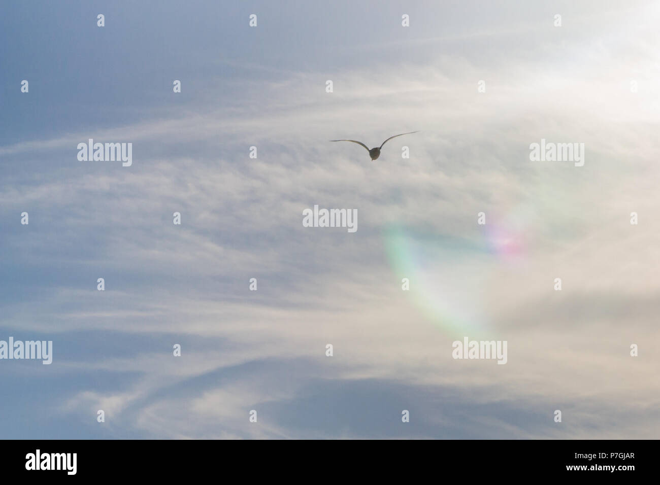 Albatross bird flying in blue sky with white clouds and sun view Stock ...
