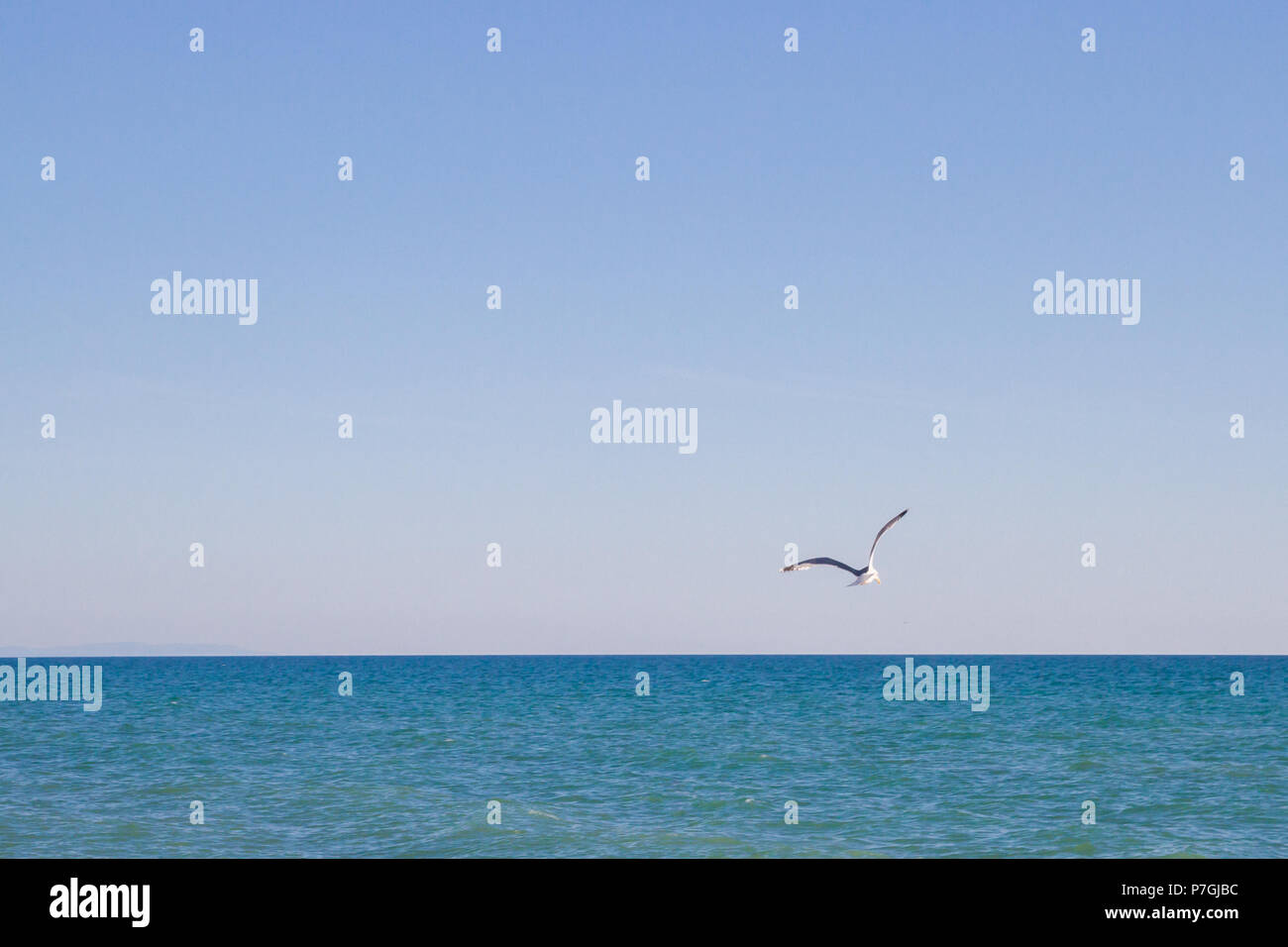 Albatross bird flying in blue sky over sea Stock Photo - Alamy