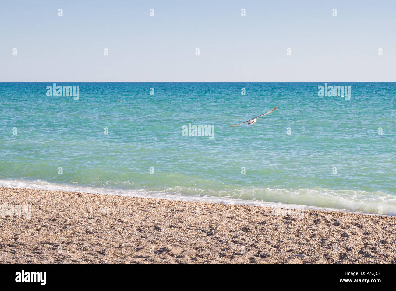 Albatross bird flying in blue sky over sea Stock Photo - Alamy