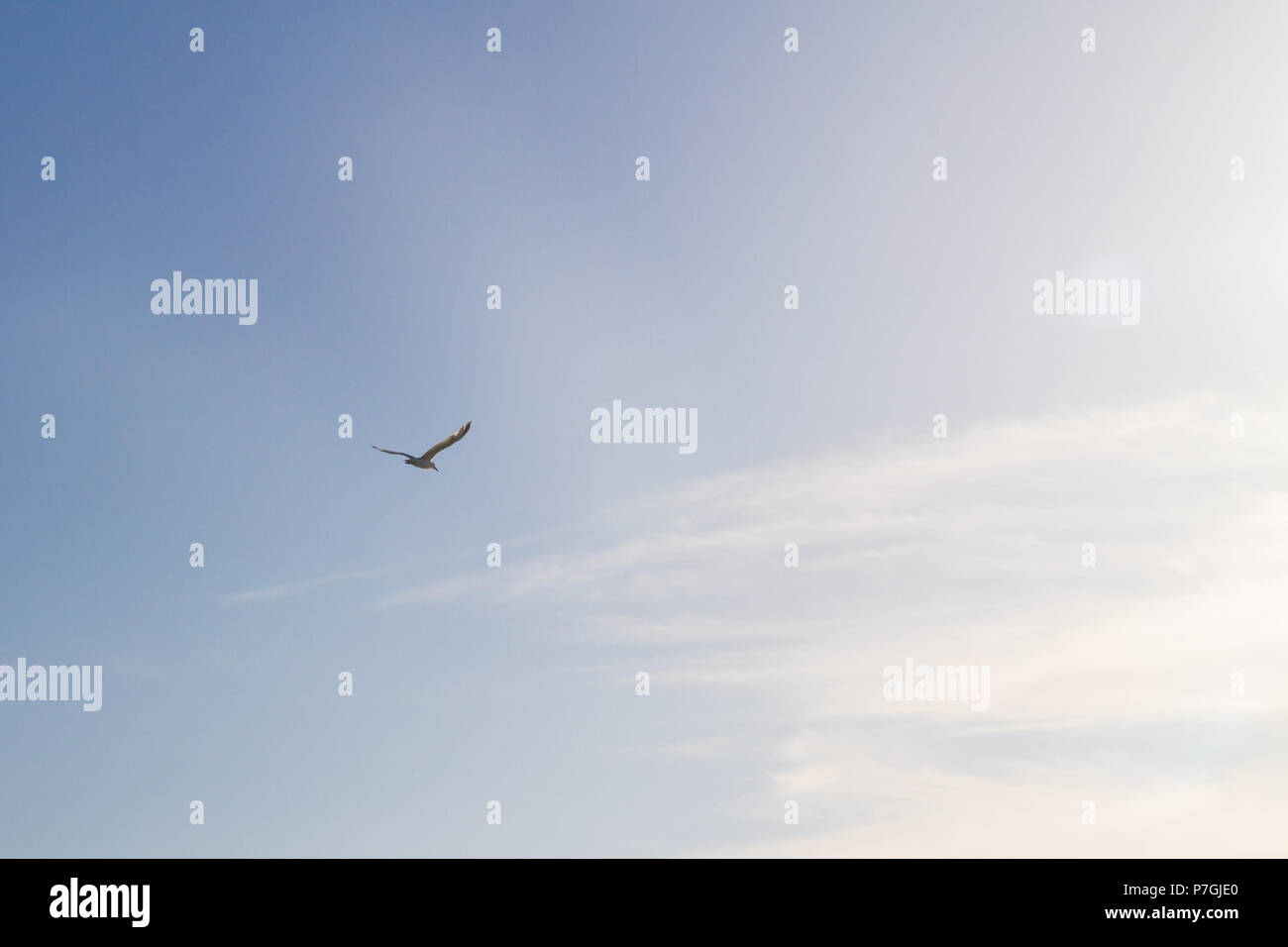 Albatross bird flying in blue sky with white clouds and sun view Stock ...