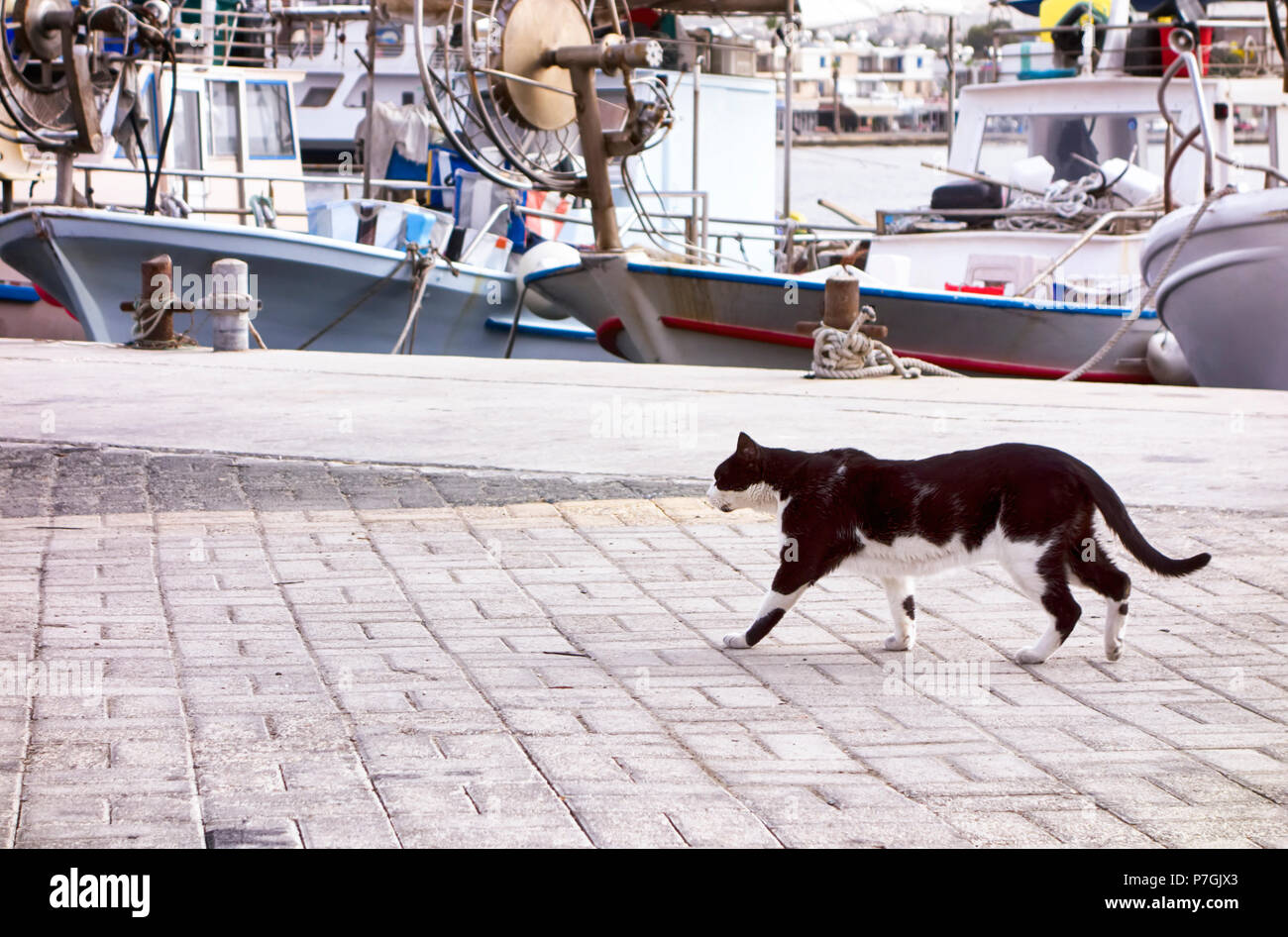 Black and white cat walks along the boats in dock Stock Photo - Alamy