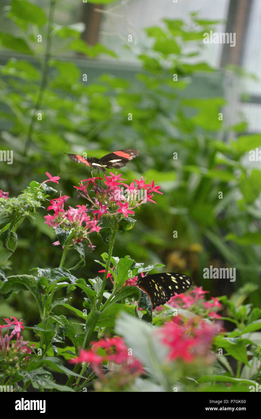 butterfly in its natural habitat Stock Photo - Alamy