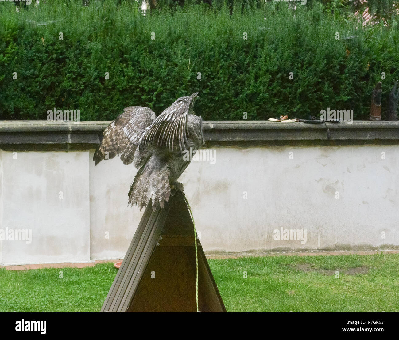 Owl waving it's wings Stock Photo - Alamy