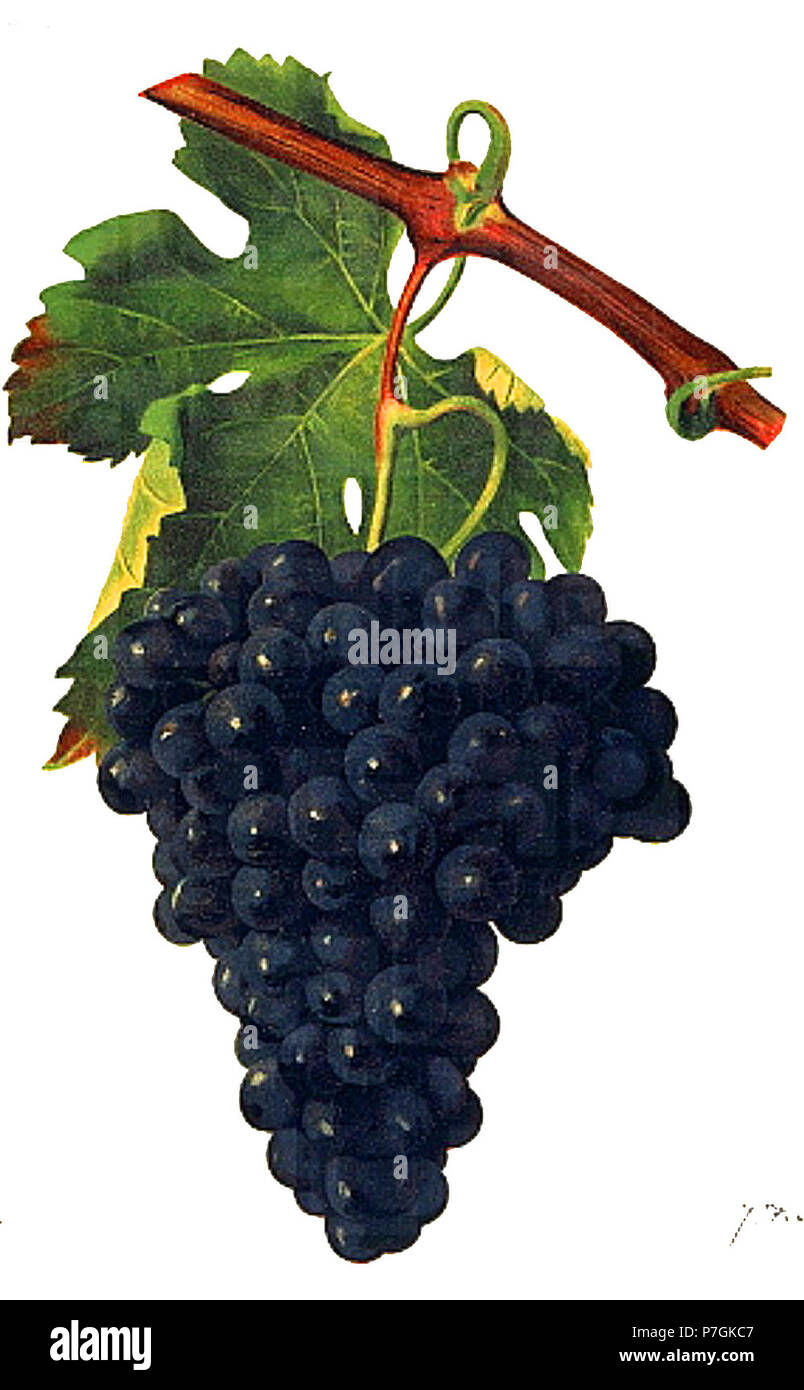 La calmette hi-res stock photography and images - Alamy