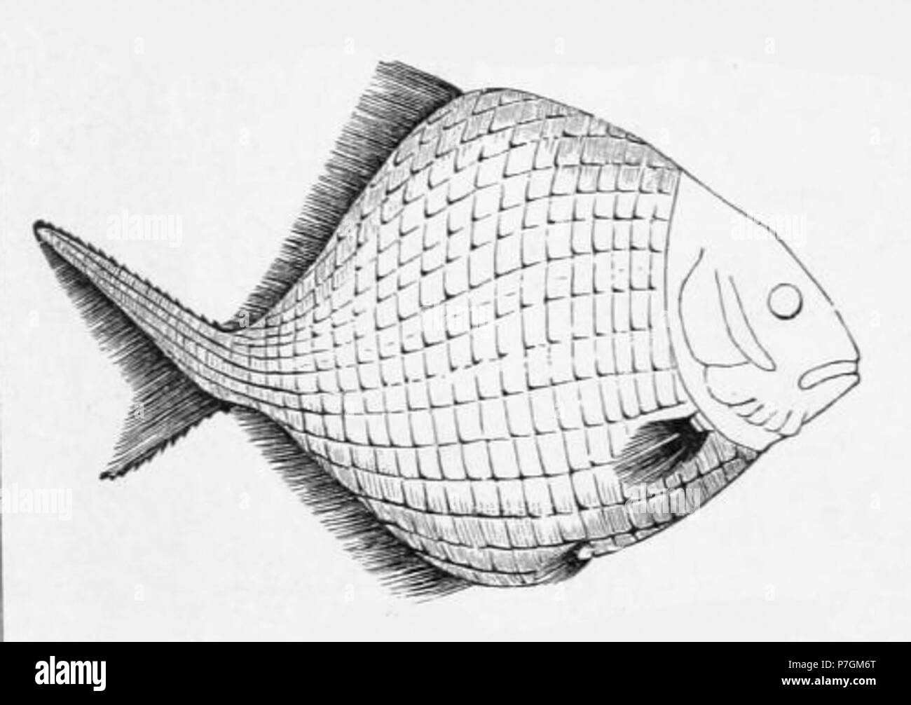 Platysomus gibbosus . 1892 316 Platysomus gibbosus2 Stock Photo - Alamy