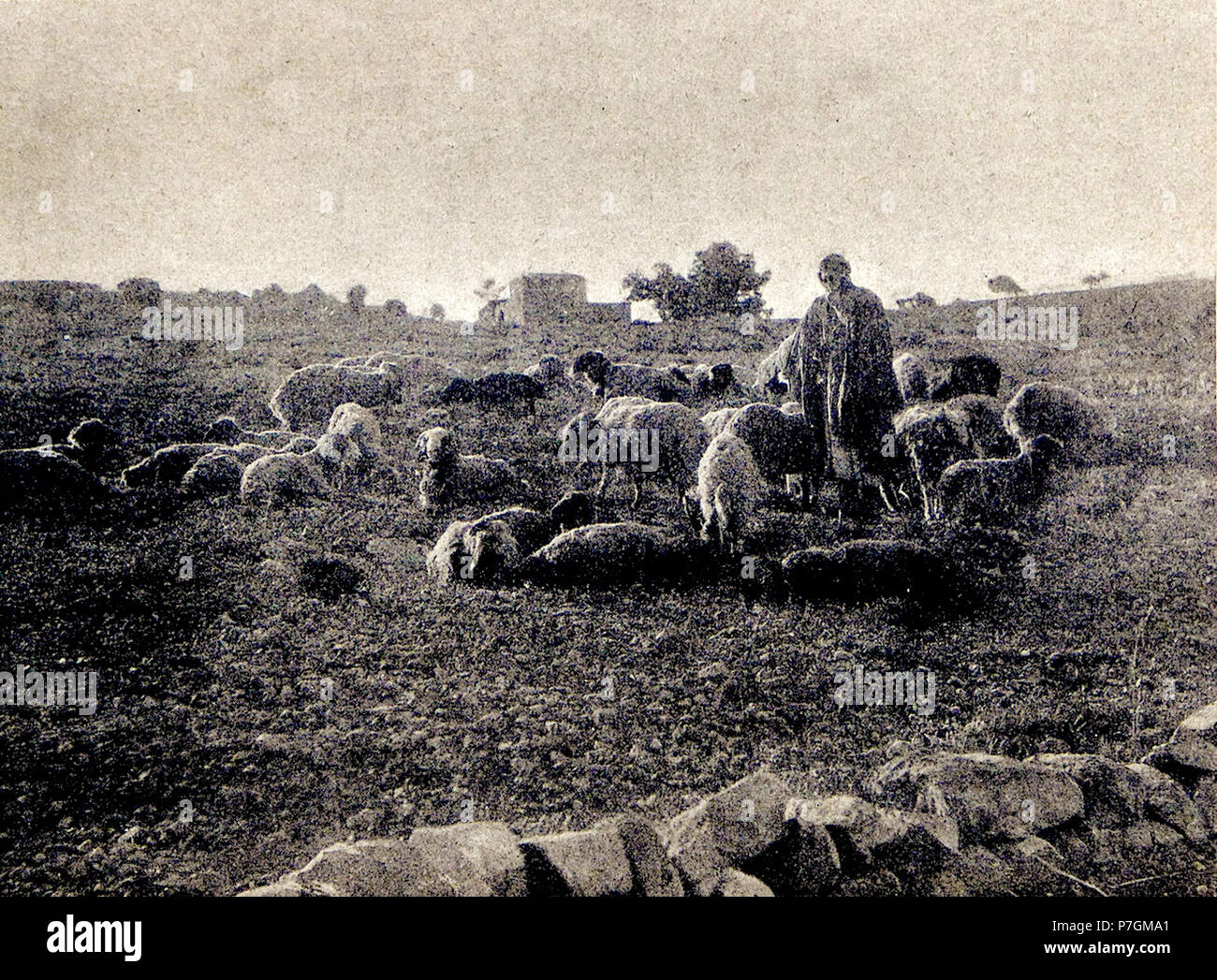 18, .107. English: The Palestinian shepherd with herd of sheep. The ...