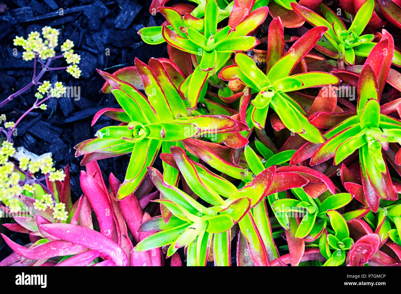A variety of colorful succulent plants in a garden at the hollywood ...