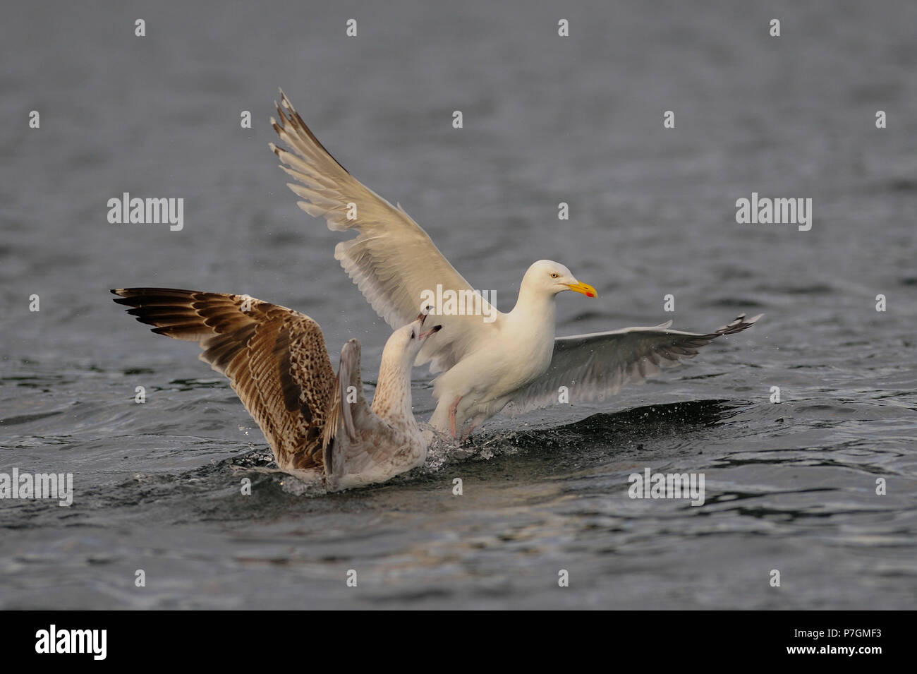 Herring gull fight with a young gull, North Sea, romsdalsfjord, norway ...