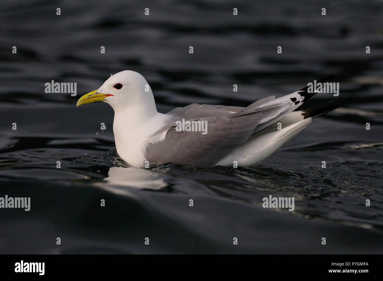 Common gull floating on the north sea, romsdalsfjord, norway (larus ...