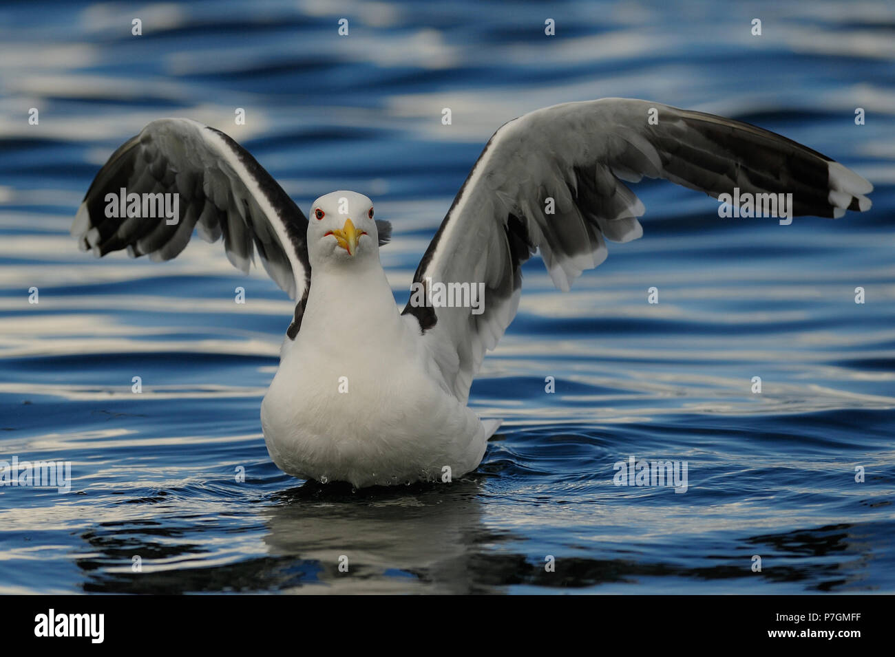 Great black-backed gull with open wings, romsdalfjord, norway, (larus ...