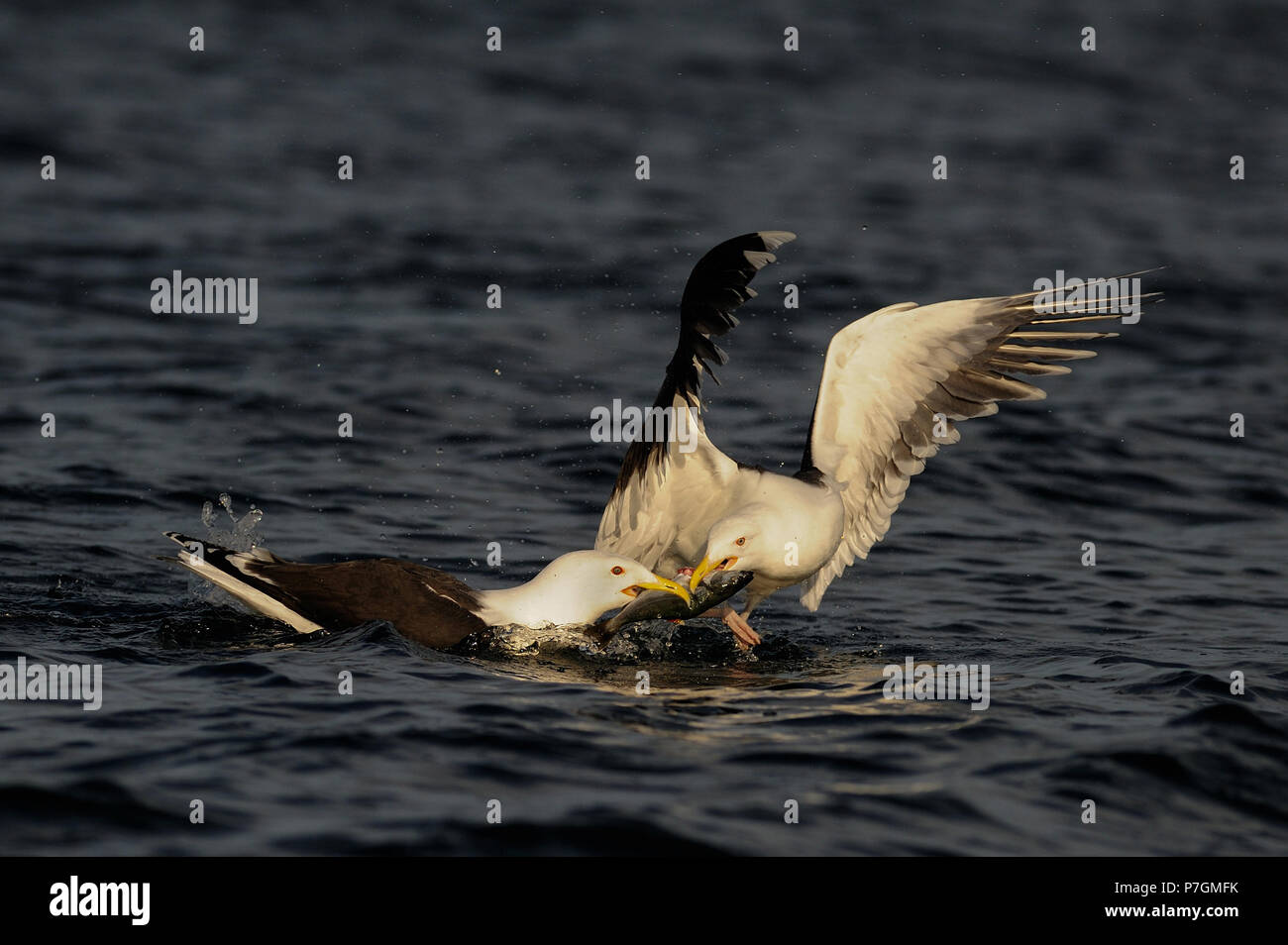 Great black-backed gull fight for food, romsdalfjord, norway, (larus ...