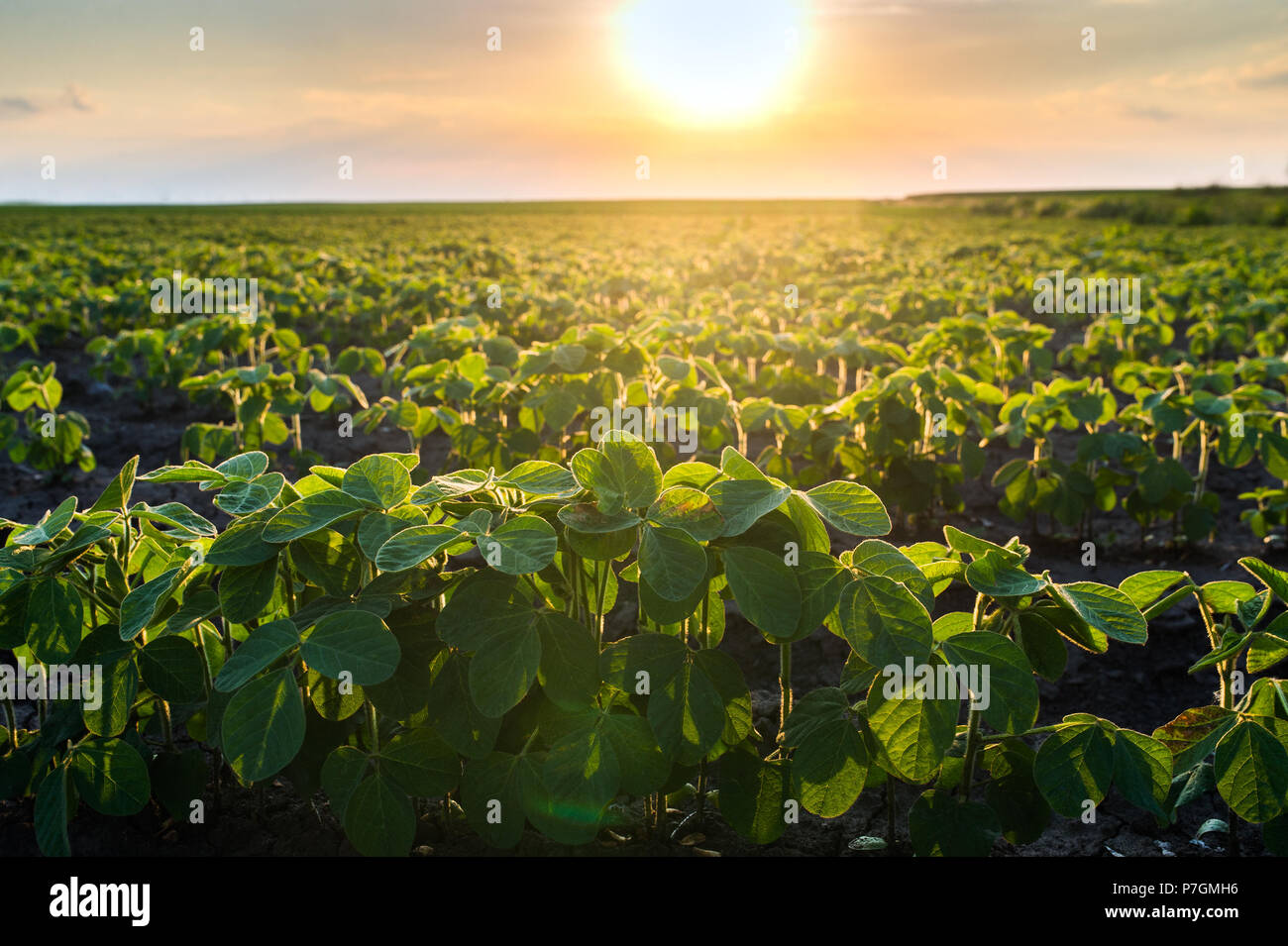 Agricultural soy plantation on sunny day - Green growing soybeans plant ...