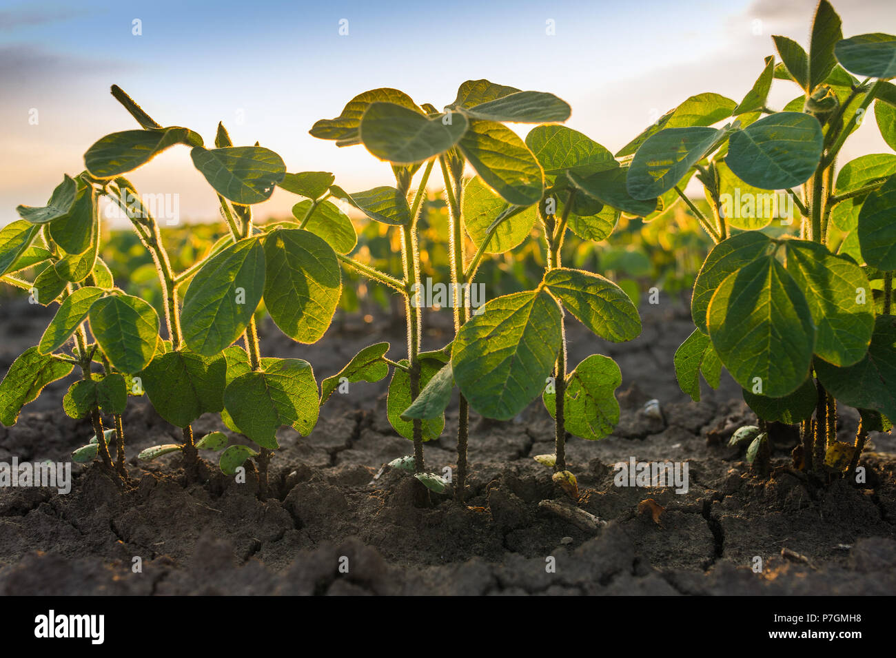 Agricultural soy plantation on sunny day - Green growing soybeans plant ...