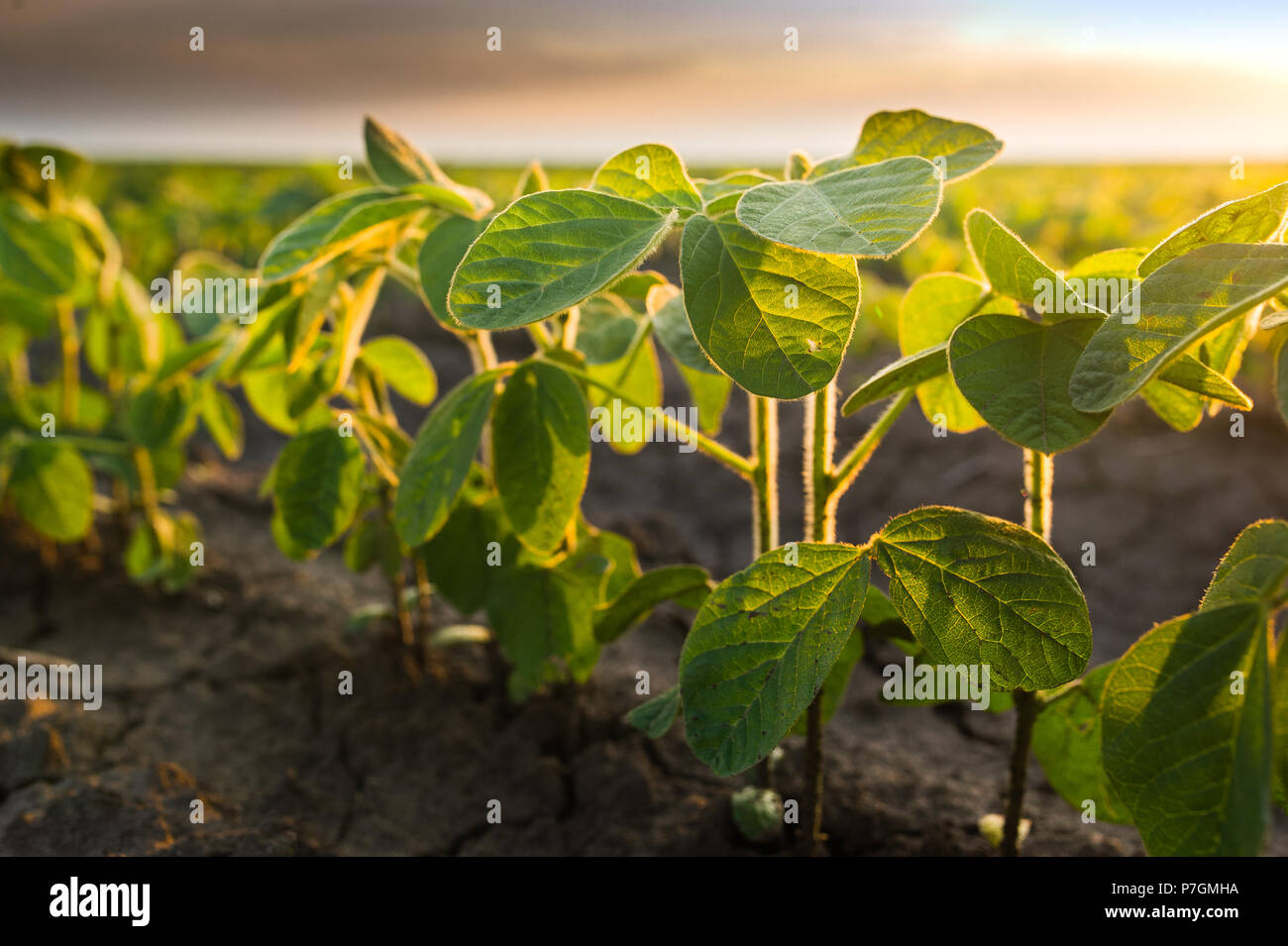 Agricultural soy plantation on sunny day - Green growing soybeans plant ...