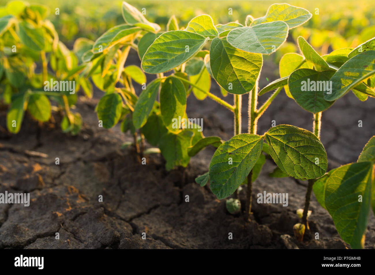 Agricultural soy plantation on sunny day - Green growing soybeans plant ...