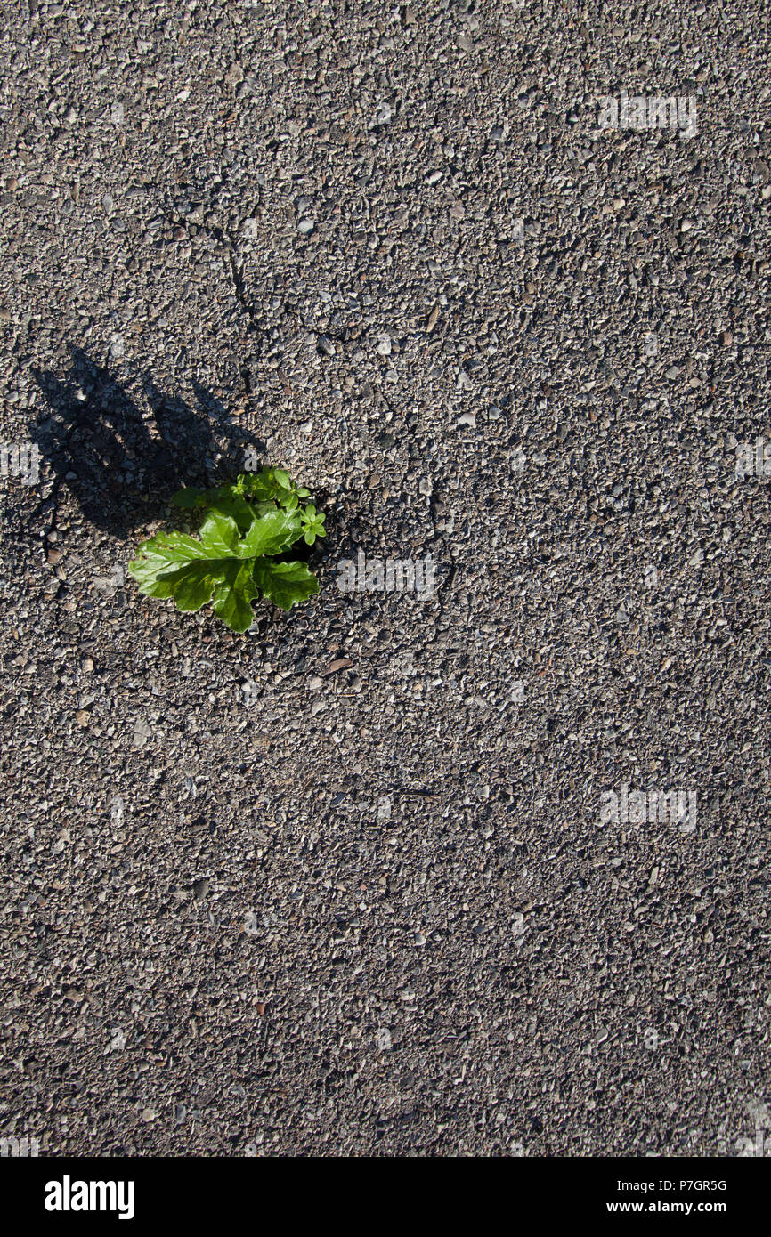 Bursting with strength hi-res stock photography and images - Alamy