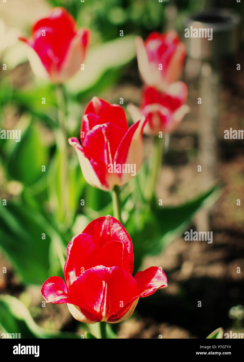 Two tone tulip hi-res stock photography and images - Alamy