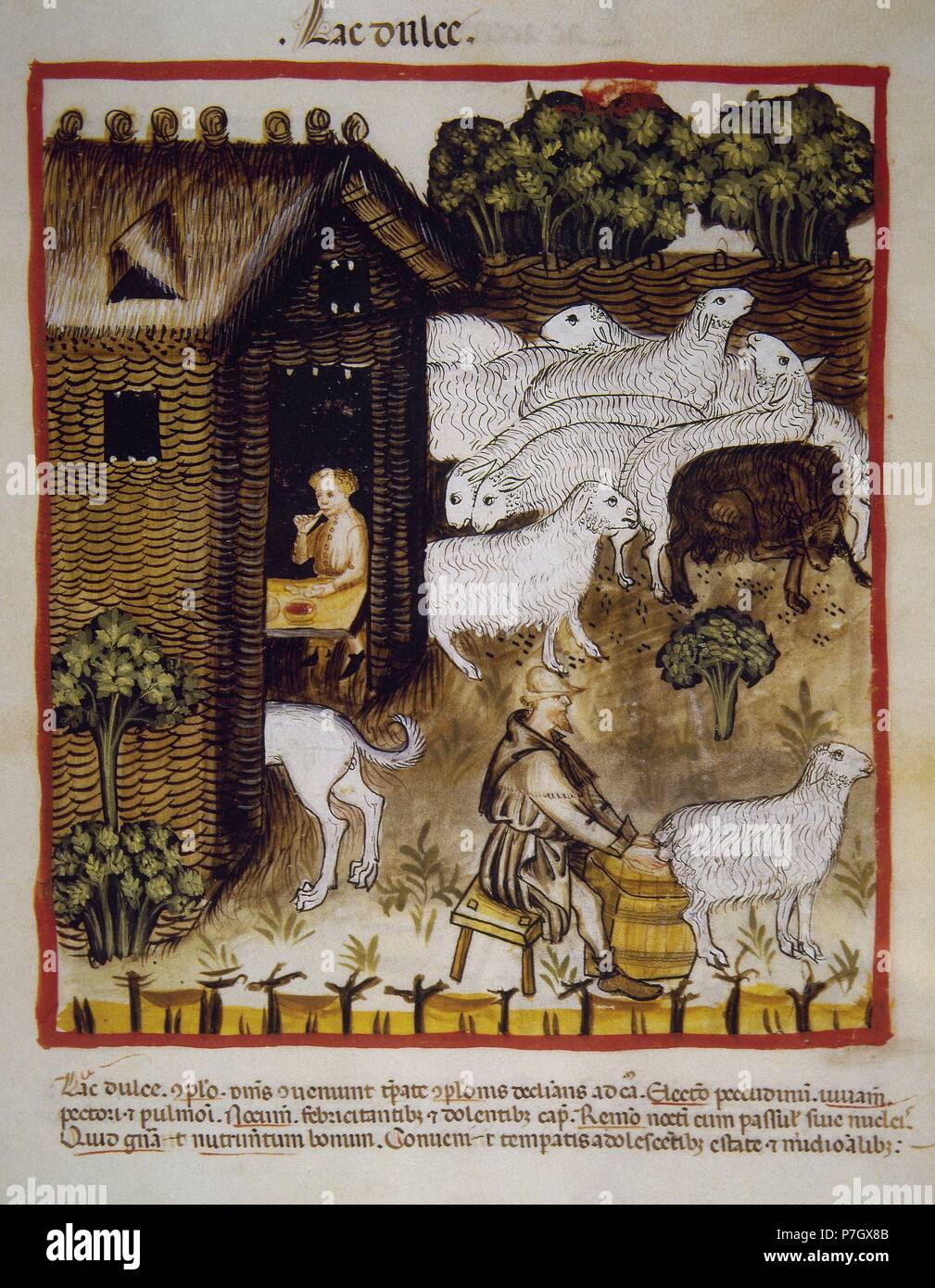 Tacuinum Sanitatis. 14th century. Medieval handbook of health. Sweet ...