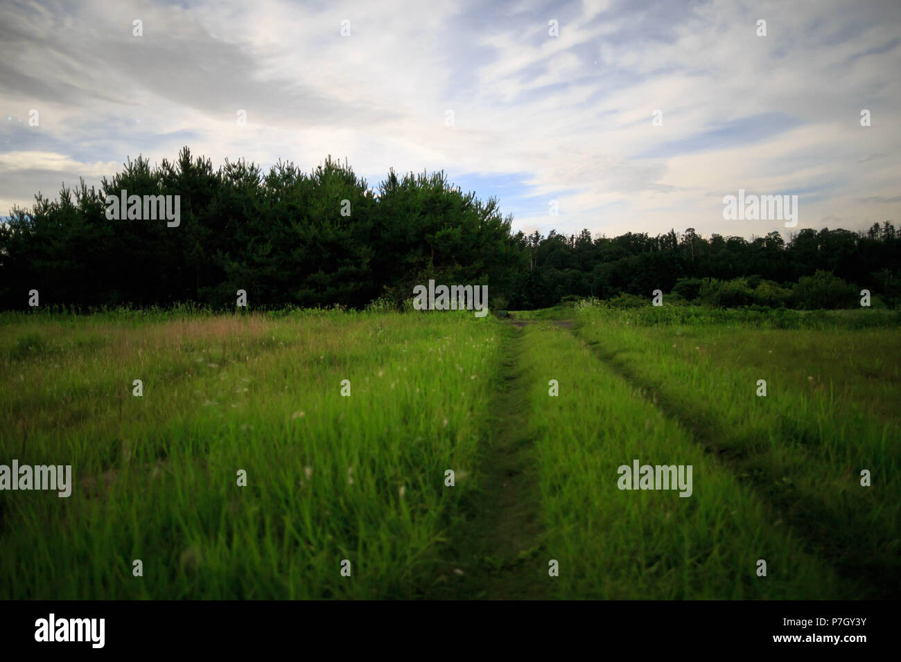 Two track road leads through grassy field into forest at night Stock ...