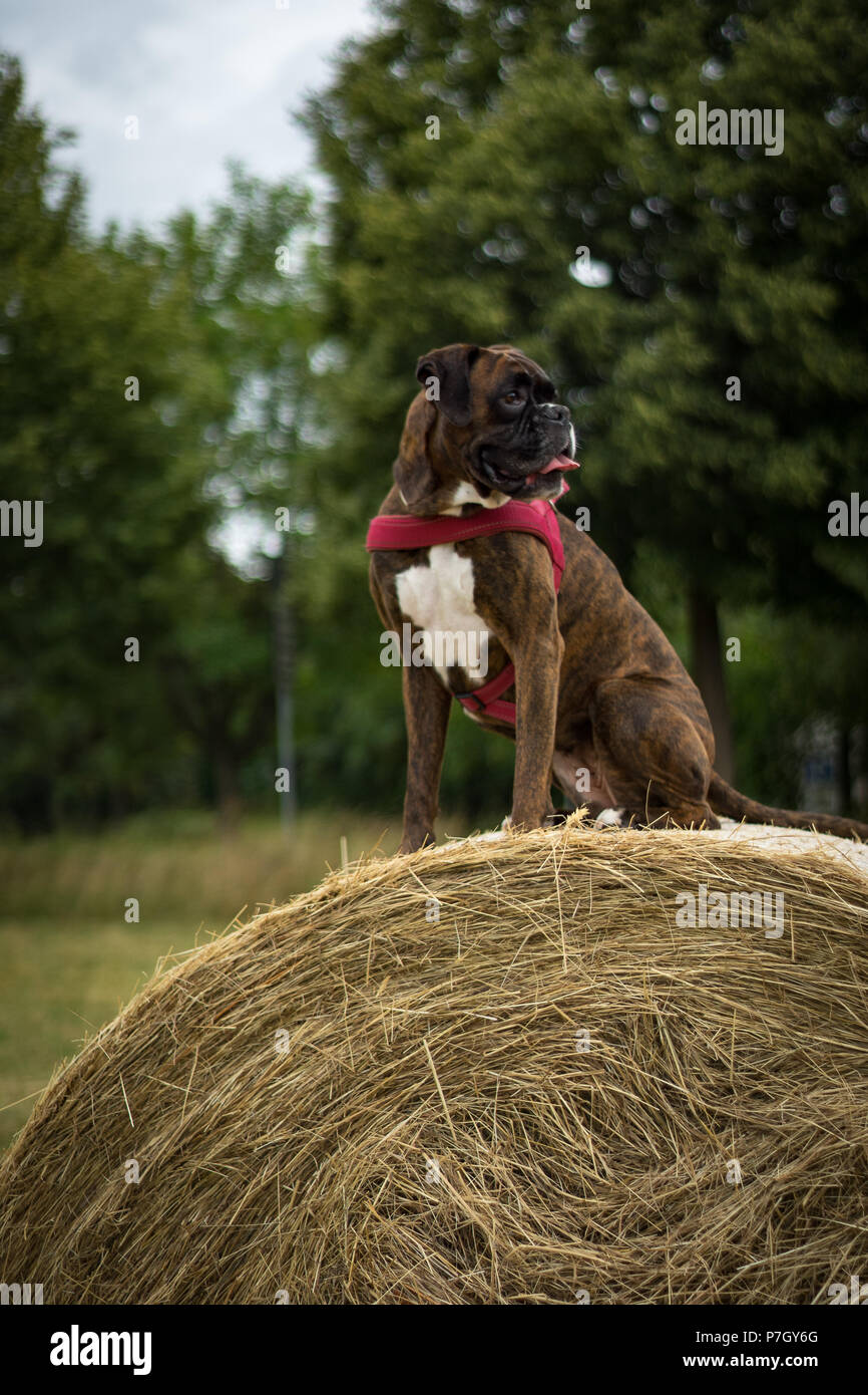 walking the dog - boxer Stock Photo - Alamy