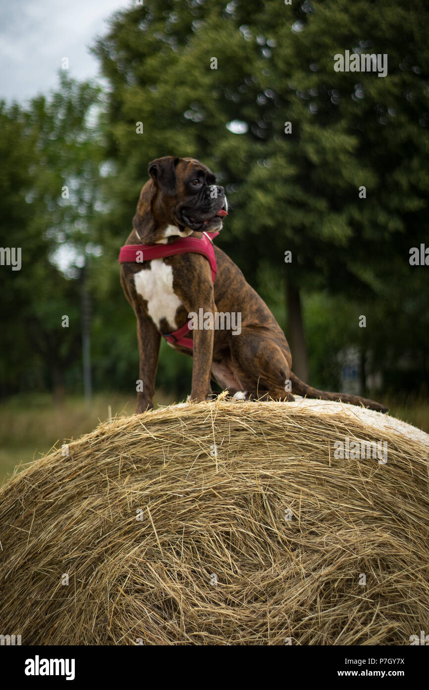 walking the dog - boxer Stock Photo - Alamy