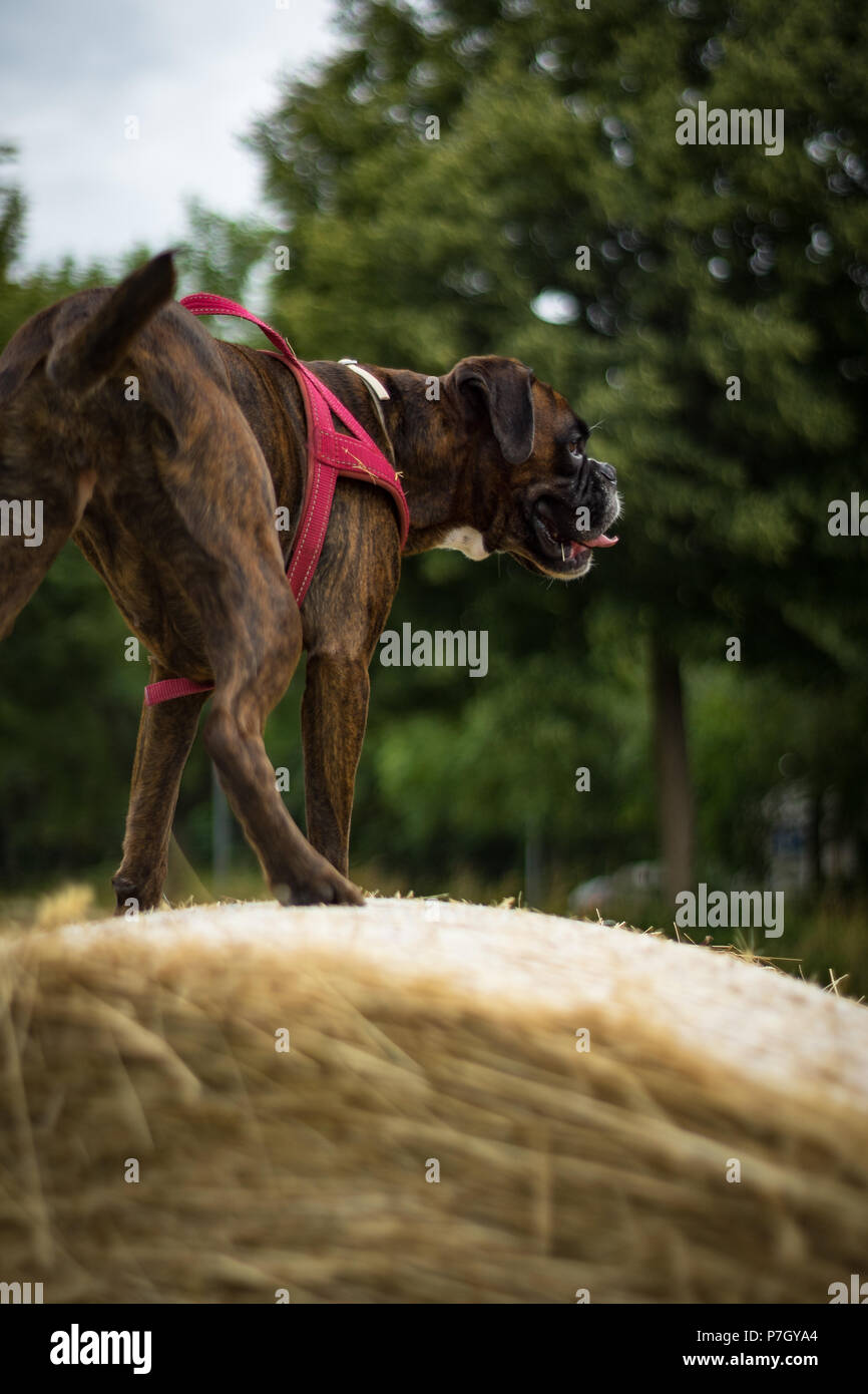 walking the dog - boxer Stock Photo - Alamy