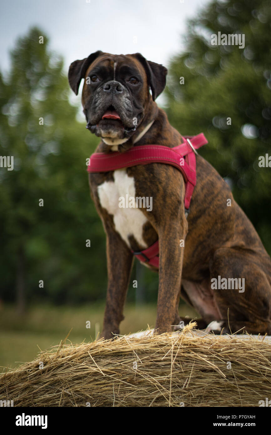 walking the dog - boxer Stock Photo - Alamy
