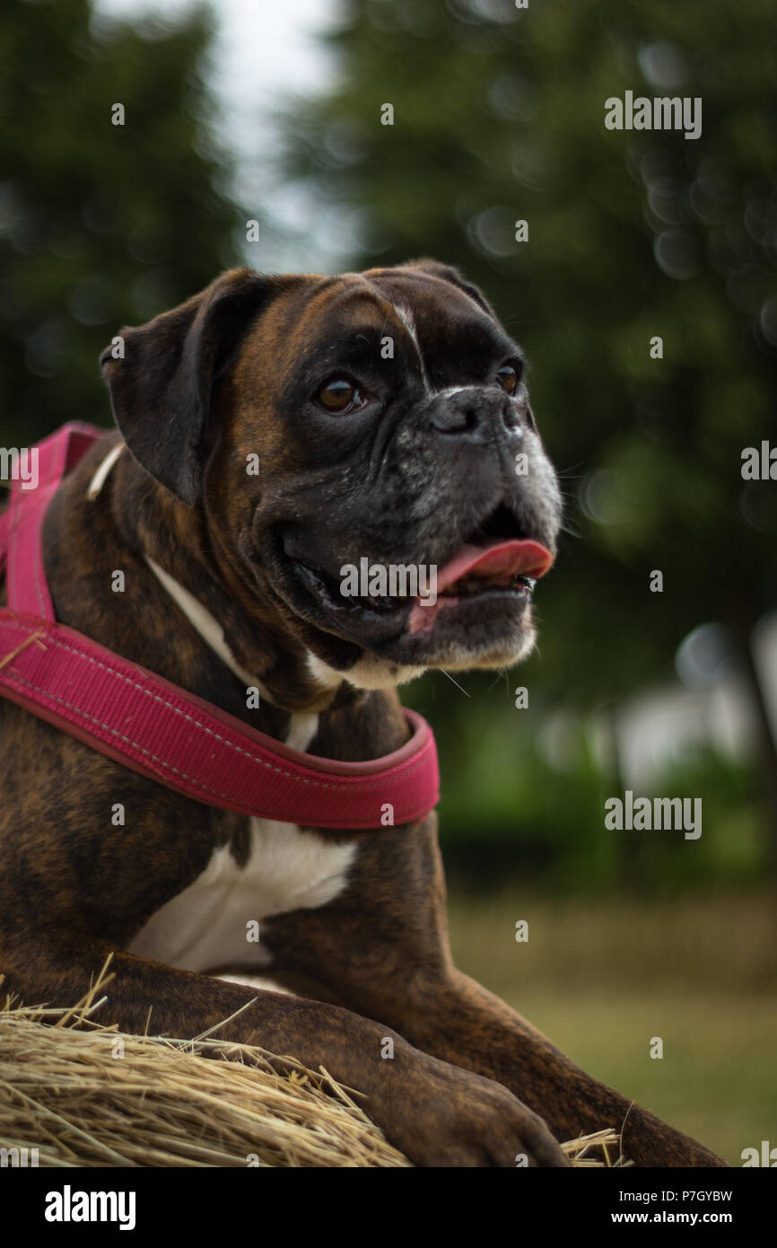 walking the dog - boxer Stock Photo - Alamy