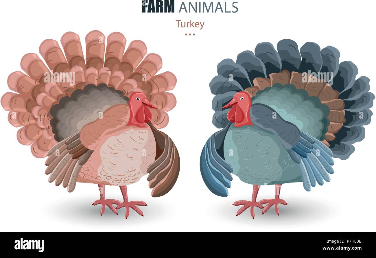 Turkey isolated Vector. cartoon characters funny illustration Stock ...