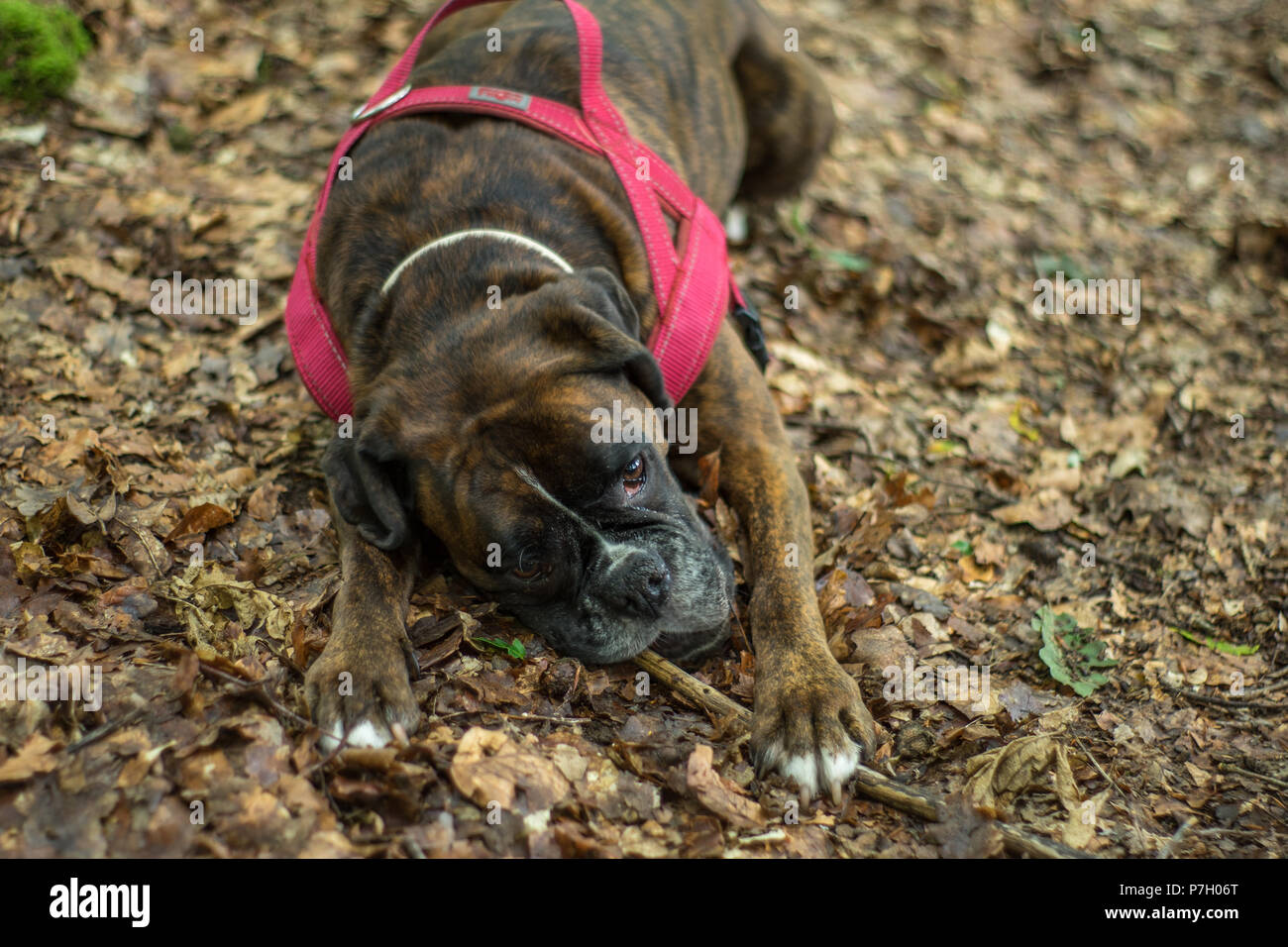walking the dog - boxer Stock Photo - Alamy