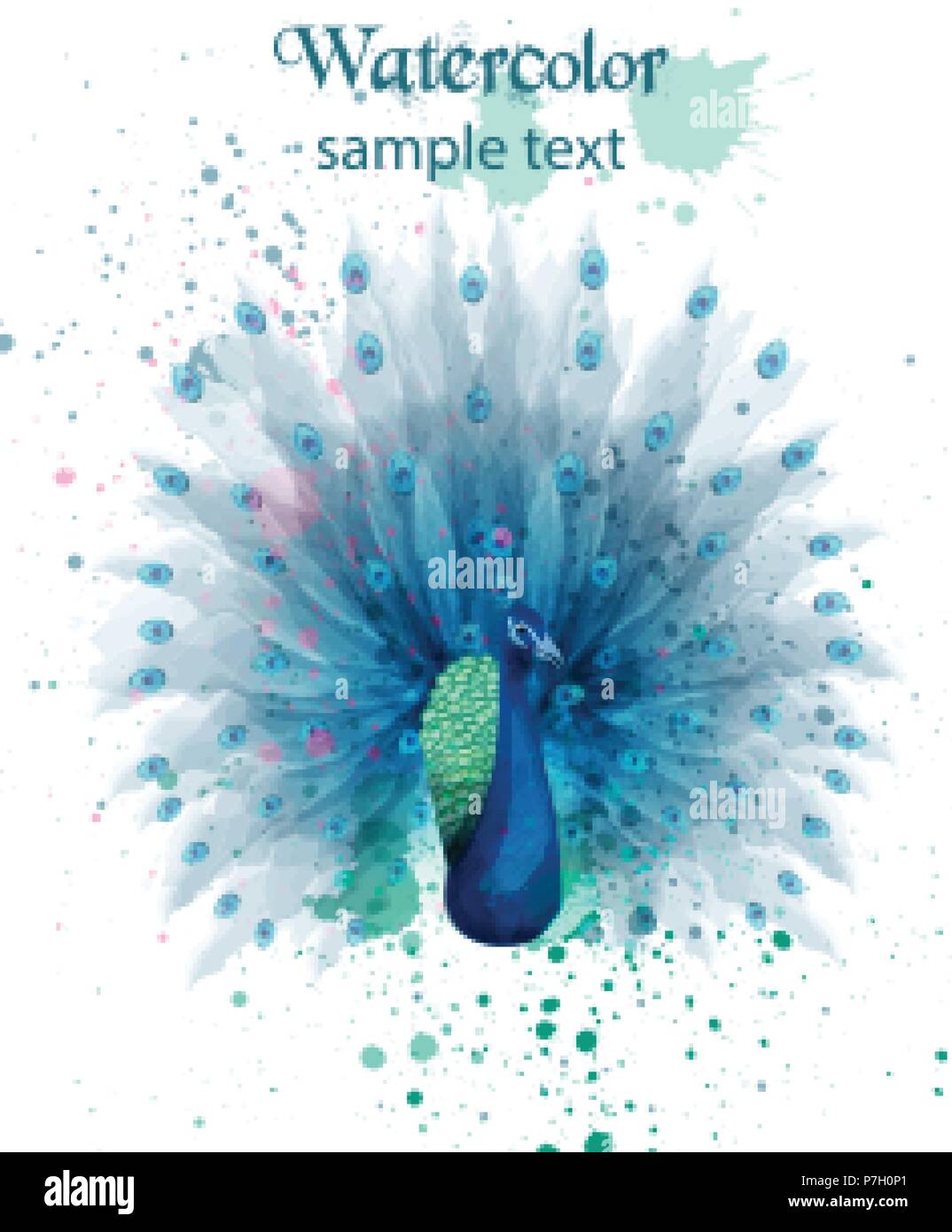 Peacock watercolor Vector. Beautiful bird design, colorful paint splash ...