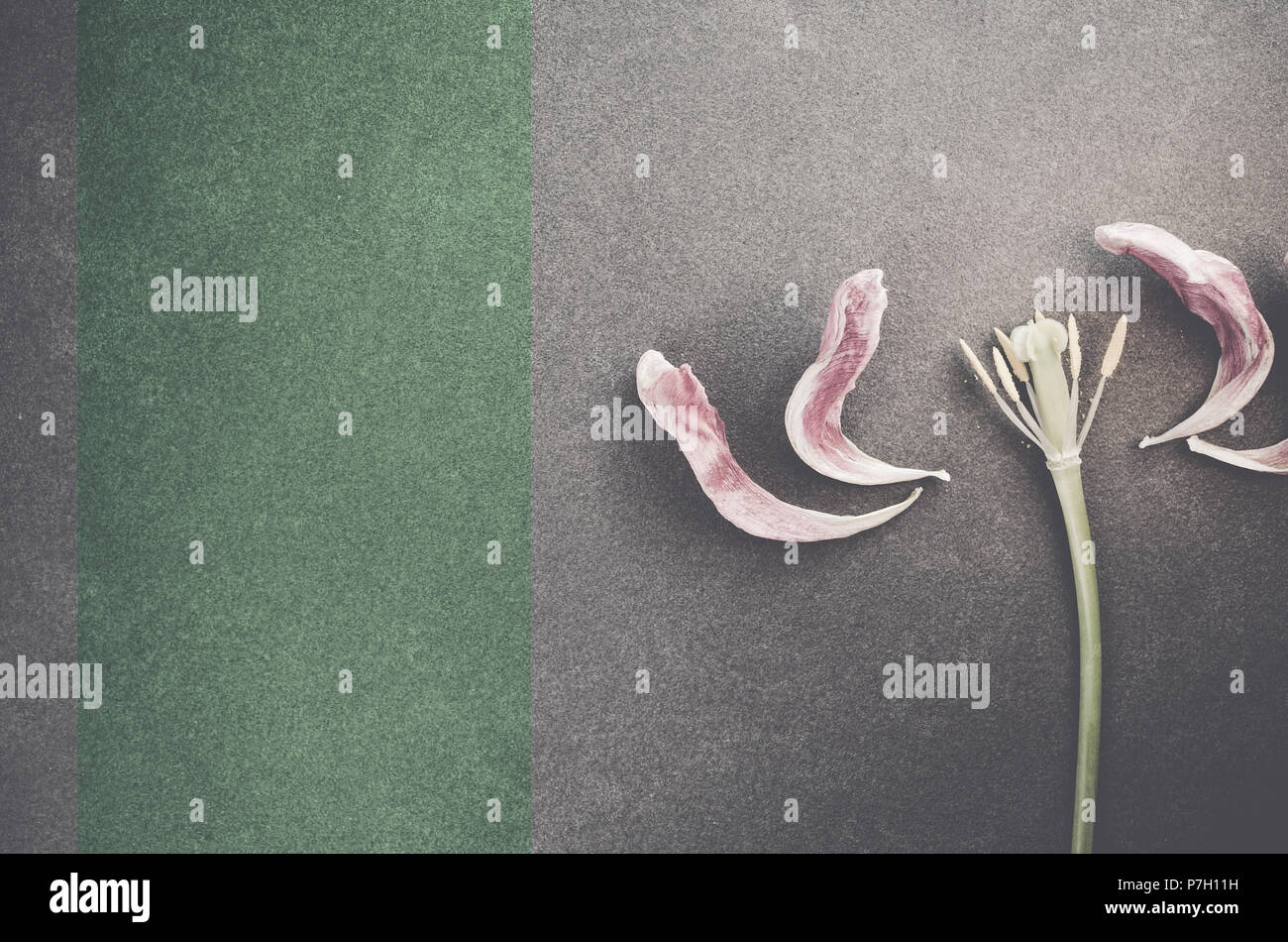 faded tulip on a stone surface - still life copy space Stock Photo - Alamy