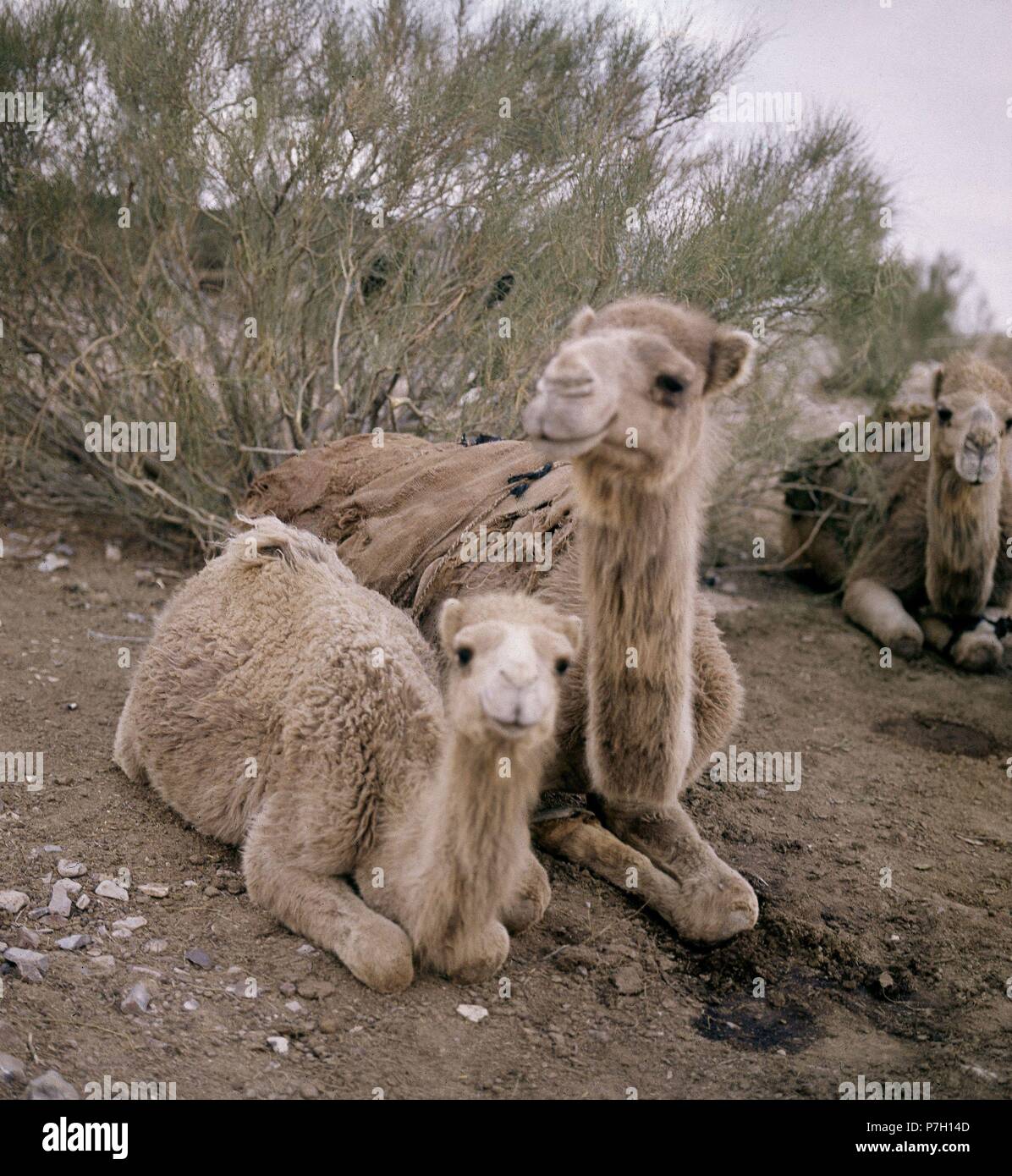 CAMELLOS EN EL DESIERTO. Location: EXTERIOR Stock Photo - Alamy
