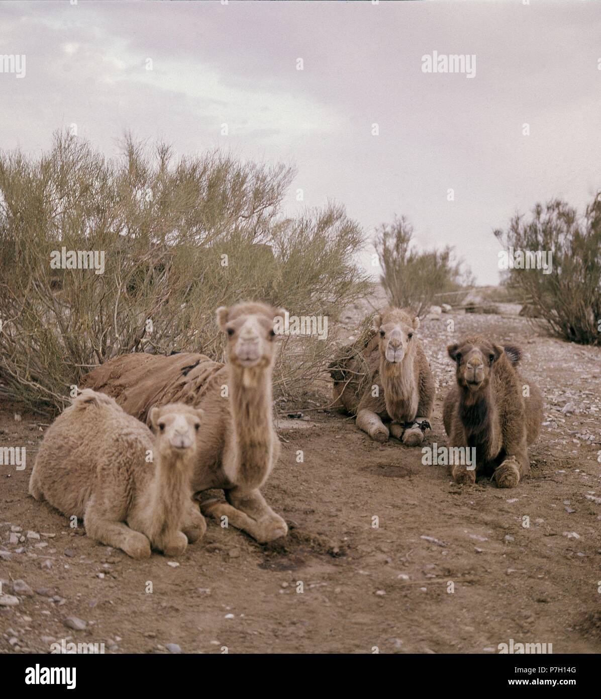 Camellos en el desierto hi-res stock photography and images - Alamy