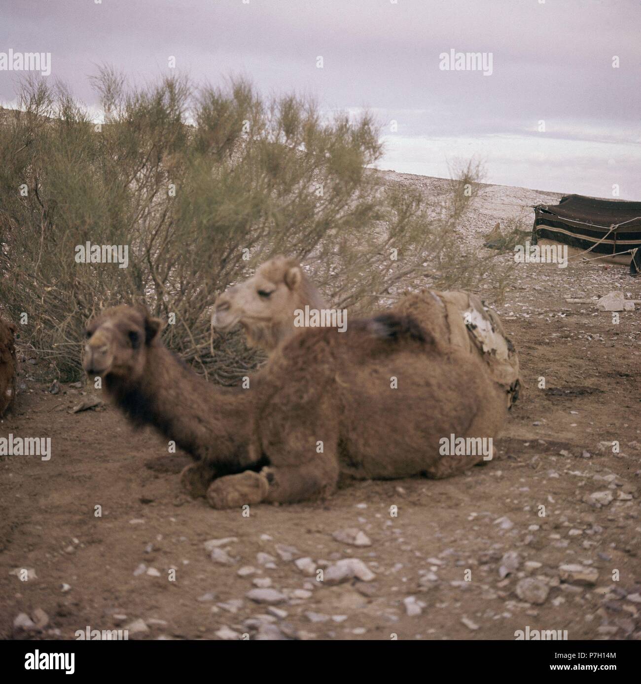 Camellos desierto hi-res stock photography and images - Alamy