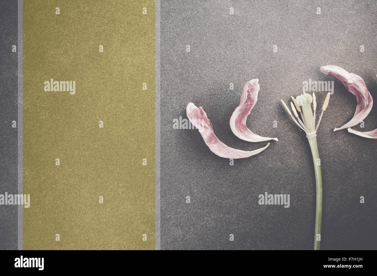 faded tulip on a stone surface still life - copy space with color bands ...