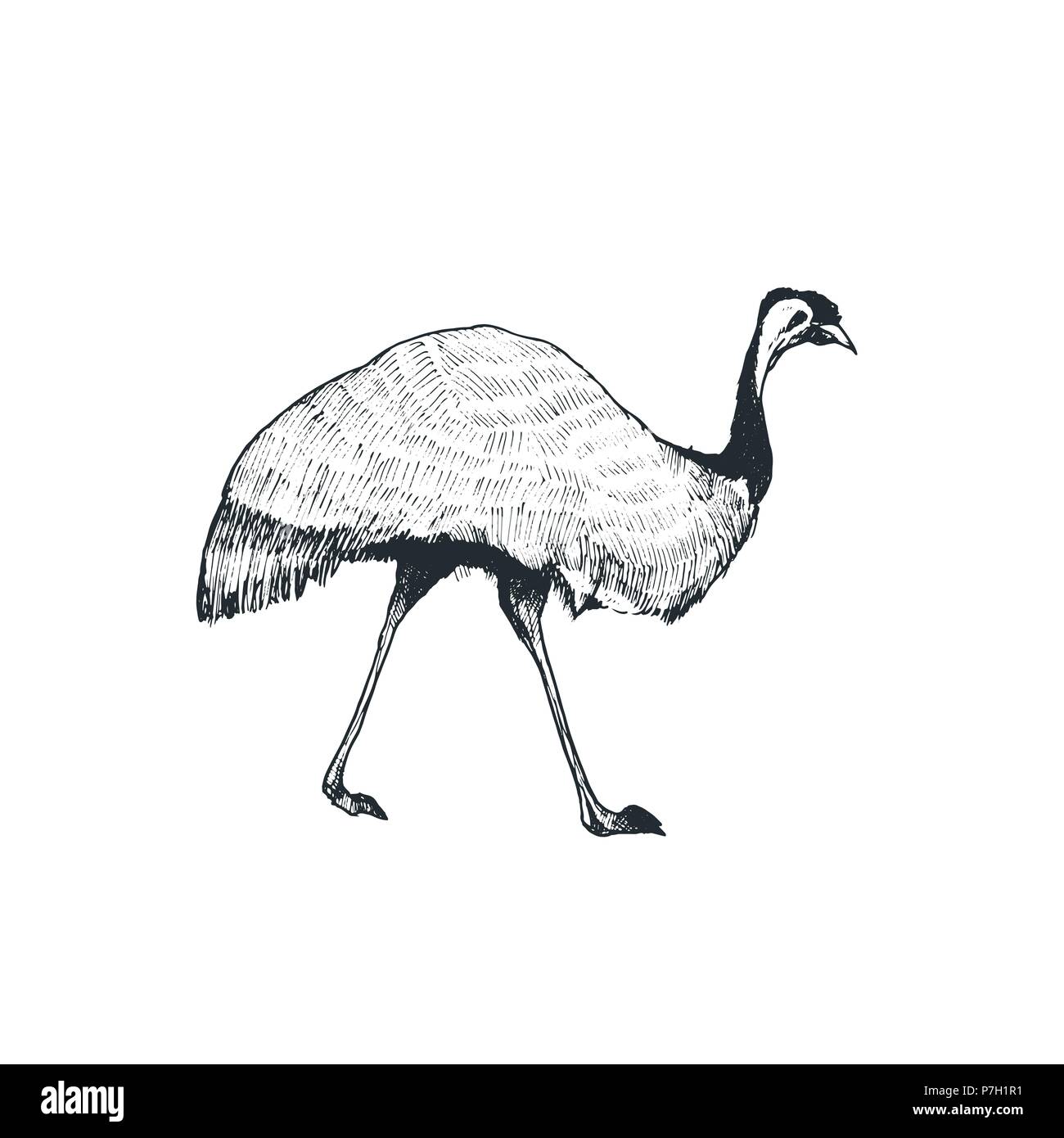 vector emu illustration Stock Vector Image & Art - Alamy