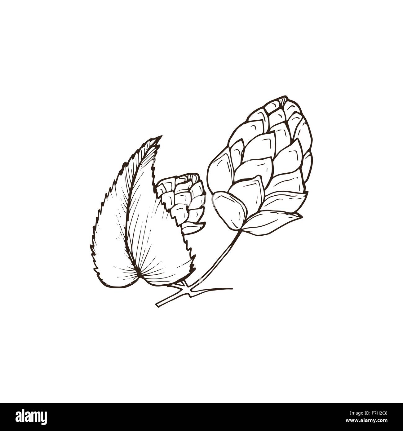 beer hop vector Stock Vector Image & Art - Alamy