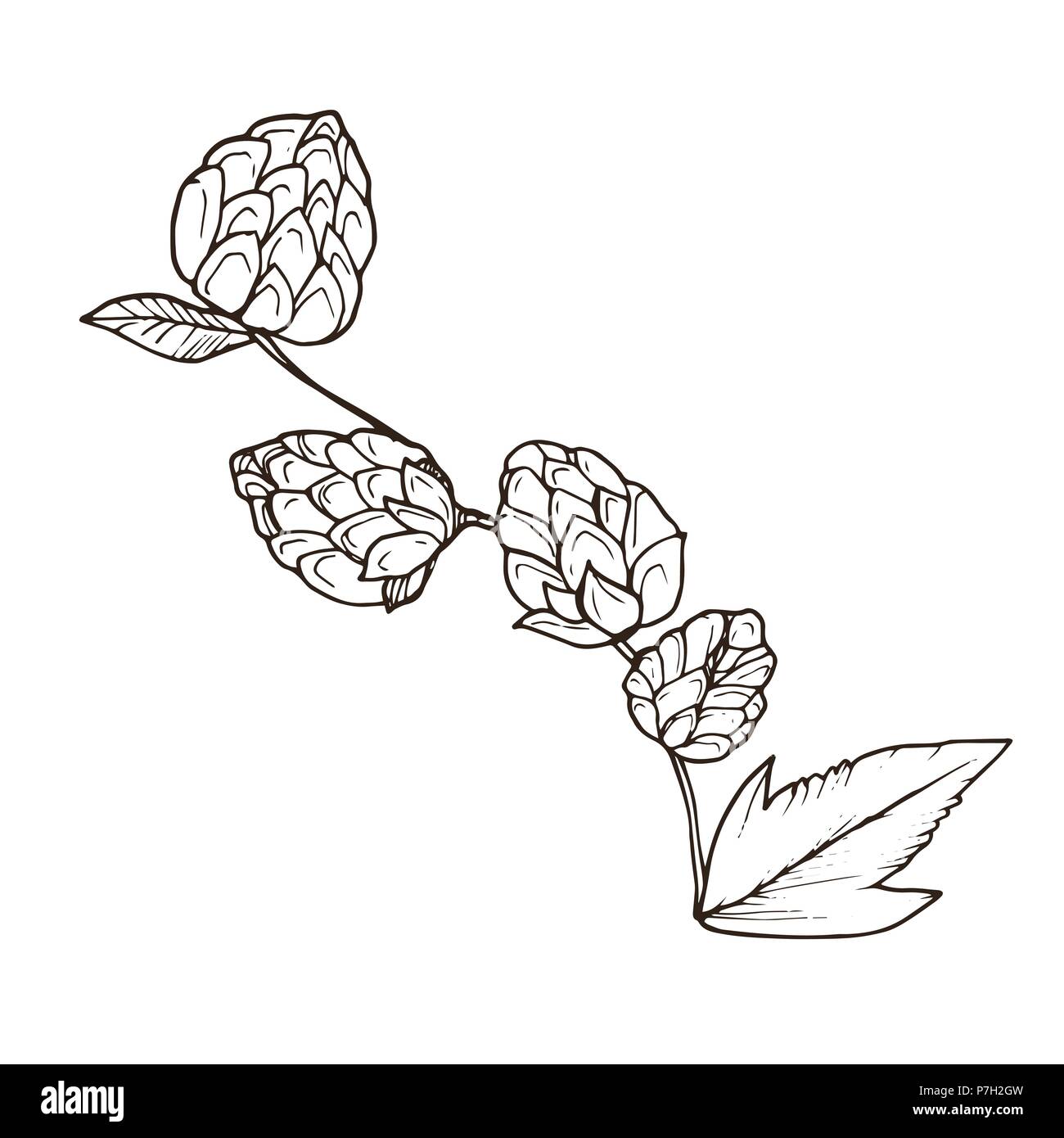 beer hop vector Stock Vector Image & Art - Alamy