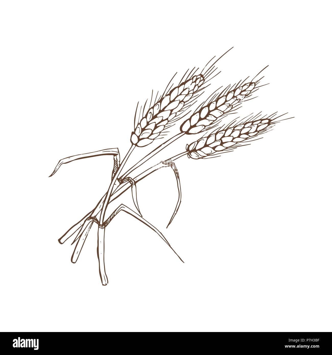 wheat spica illustration Stock Vector Image & Art - Alamy