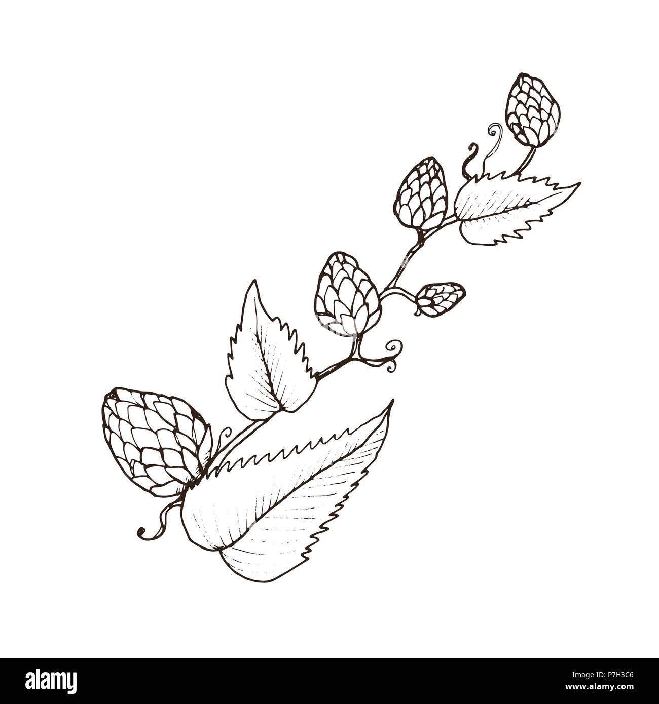 beer hop vector Stock Vector Image & Art - Alamy