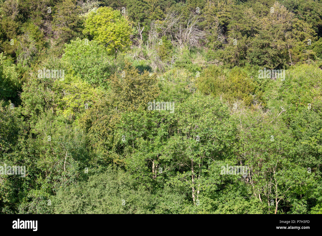 Forest bank hi-res stock photography and images - Alamy