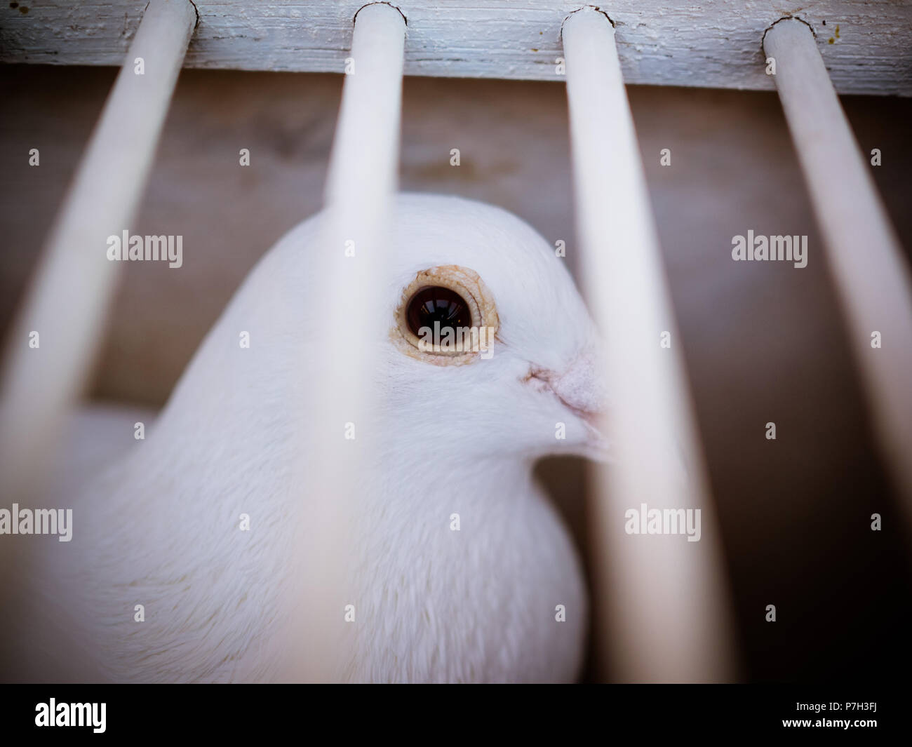 Love couple dove hi-res stock photography and images - Alamy