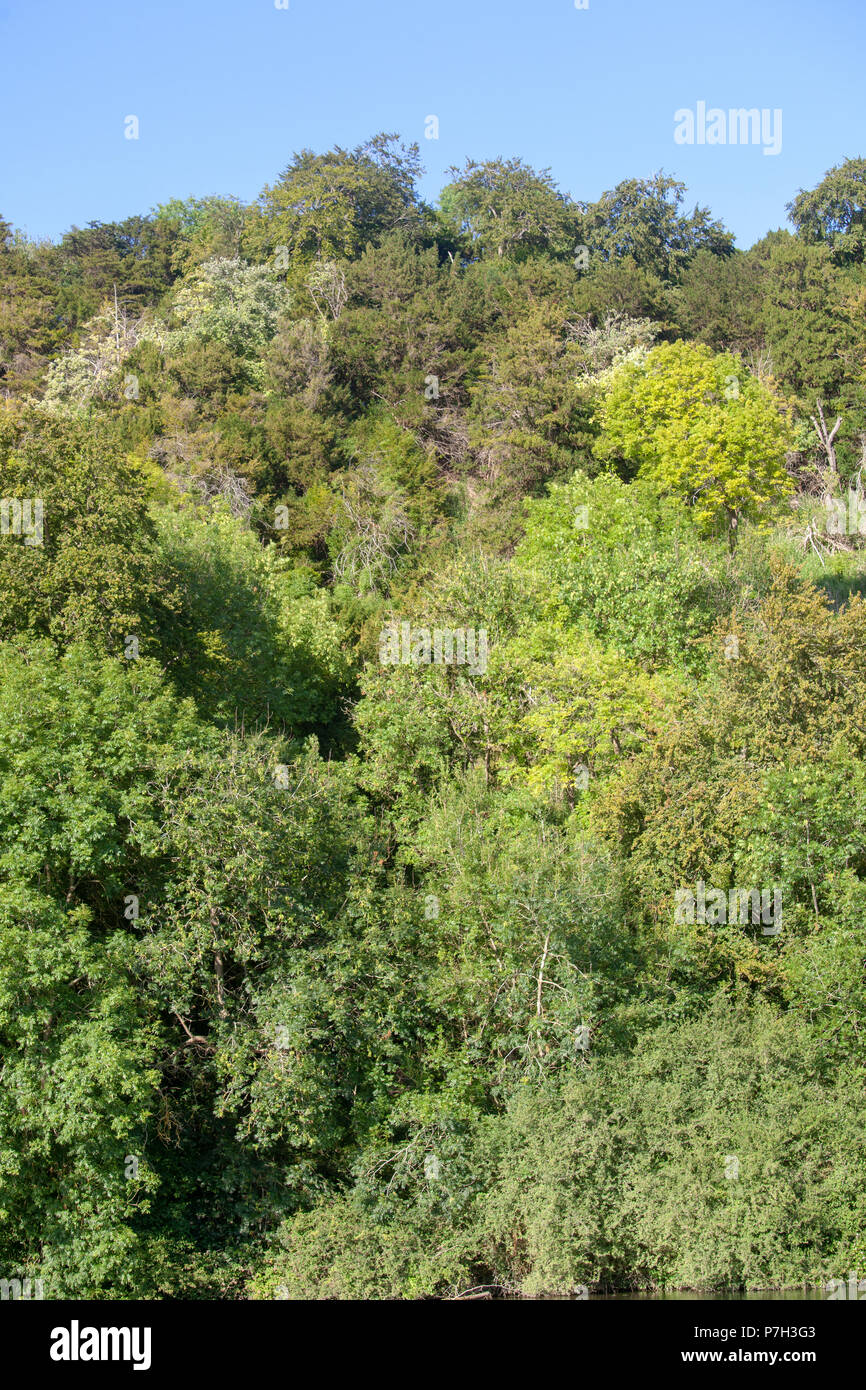 Forest bank hi-res stock photography and images - Alamy