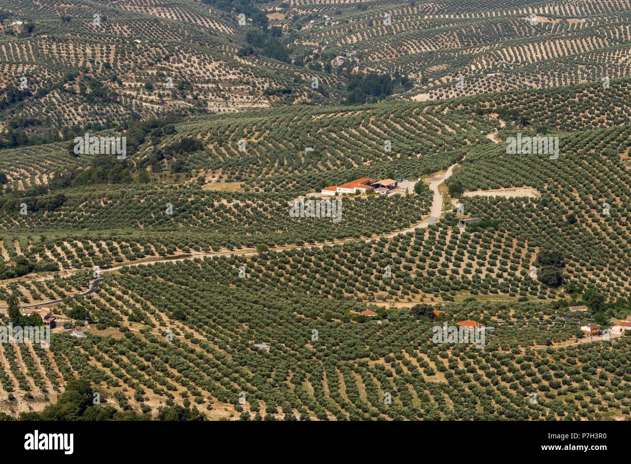 Cazorla old tree hi-res stock photography and images - Alamy