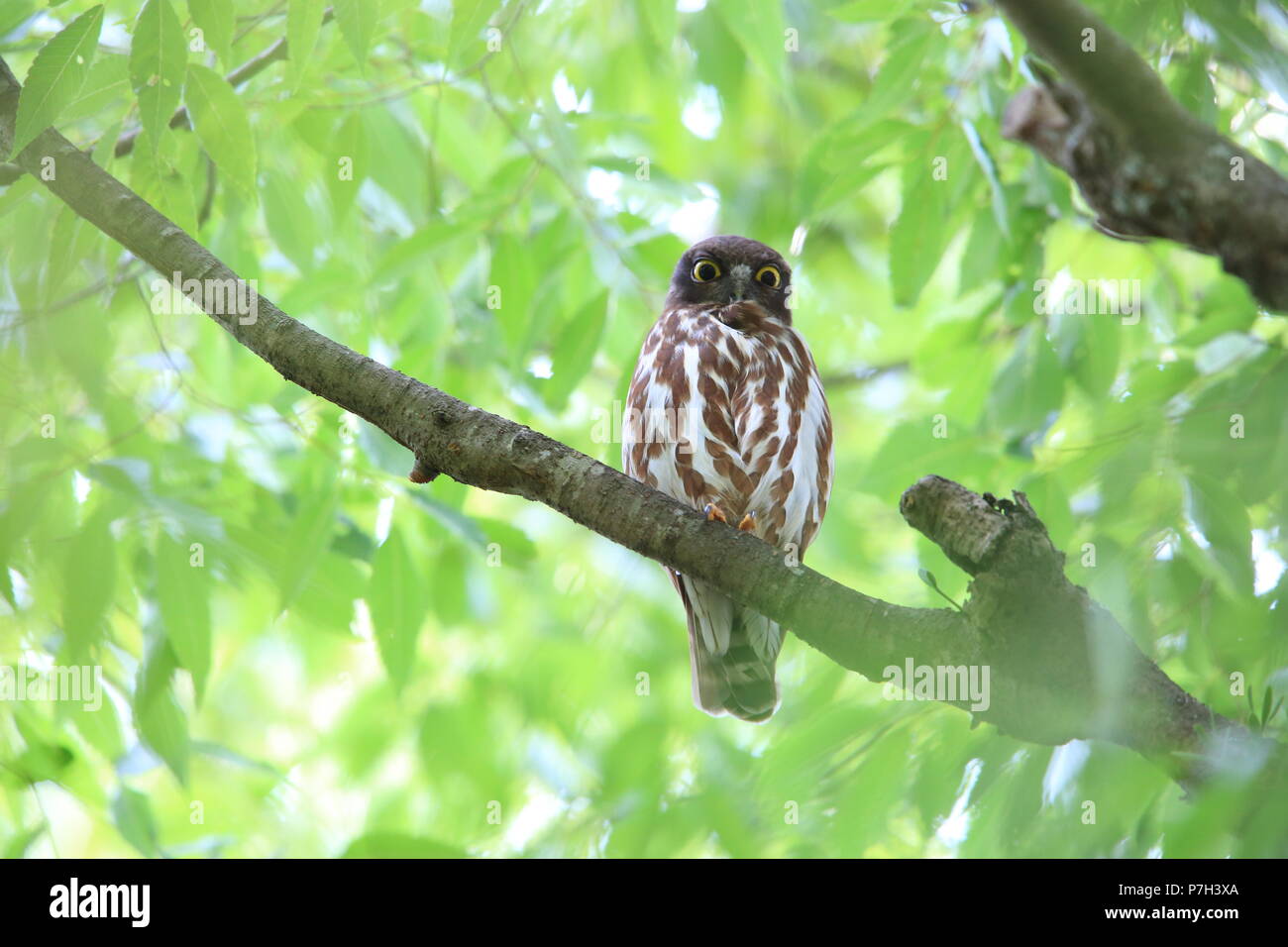 Northern Boobook or Brown hawk owl (Ninox japonica) in Japan Stock ...