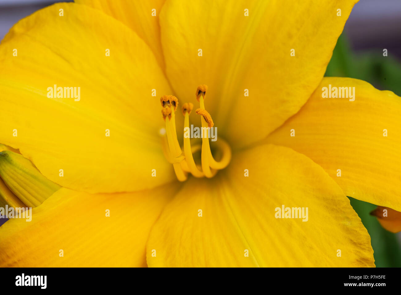 another open yellow lily blossom in the south garden has opened Stock ...