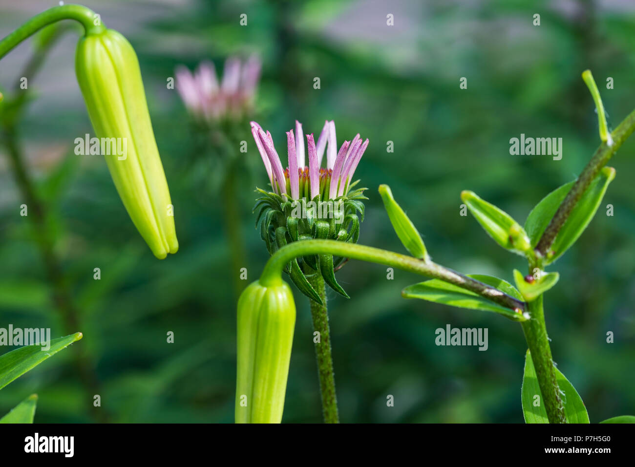 Tiger cone hi-res stock photography and images - Alamy