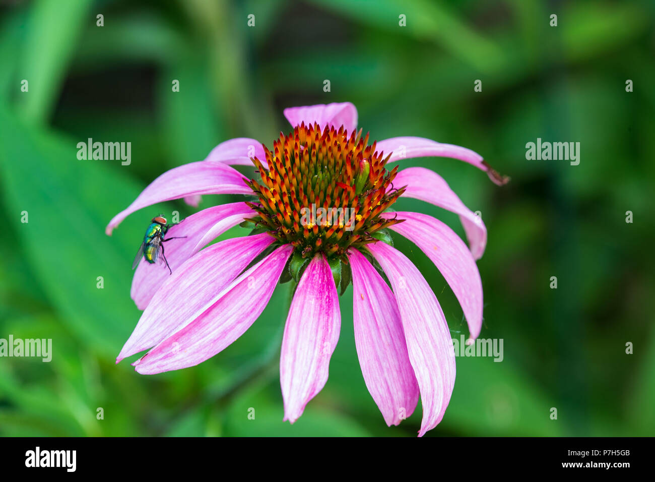 Colorful Cone Flower High Resolution Stock Photography and Images - Alamy